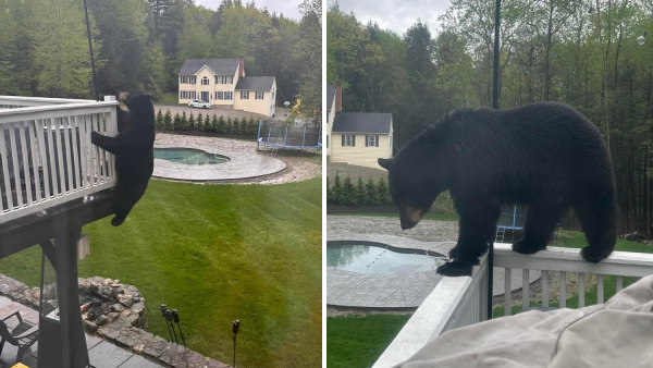 Black bear displays balancing skills in Torrington – NBC Connecticut