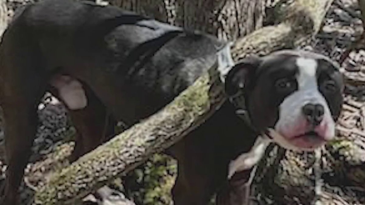 Police say dog dumping a growing issue in Connecticut – NBC Connecticut