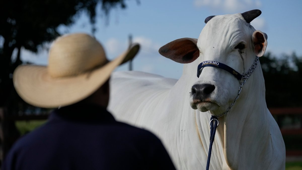 Meet Viatina-19 FIV Mara Movéis, Brazil’s most expensive cow – NBC ...