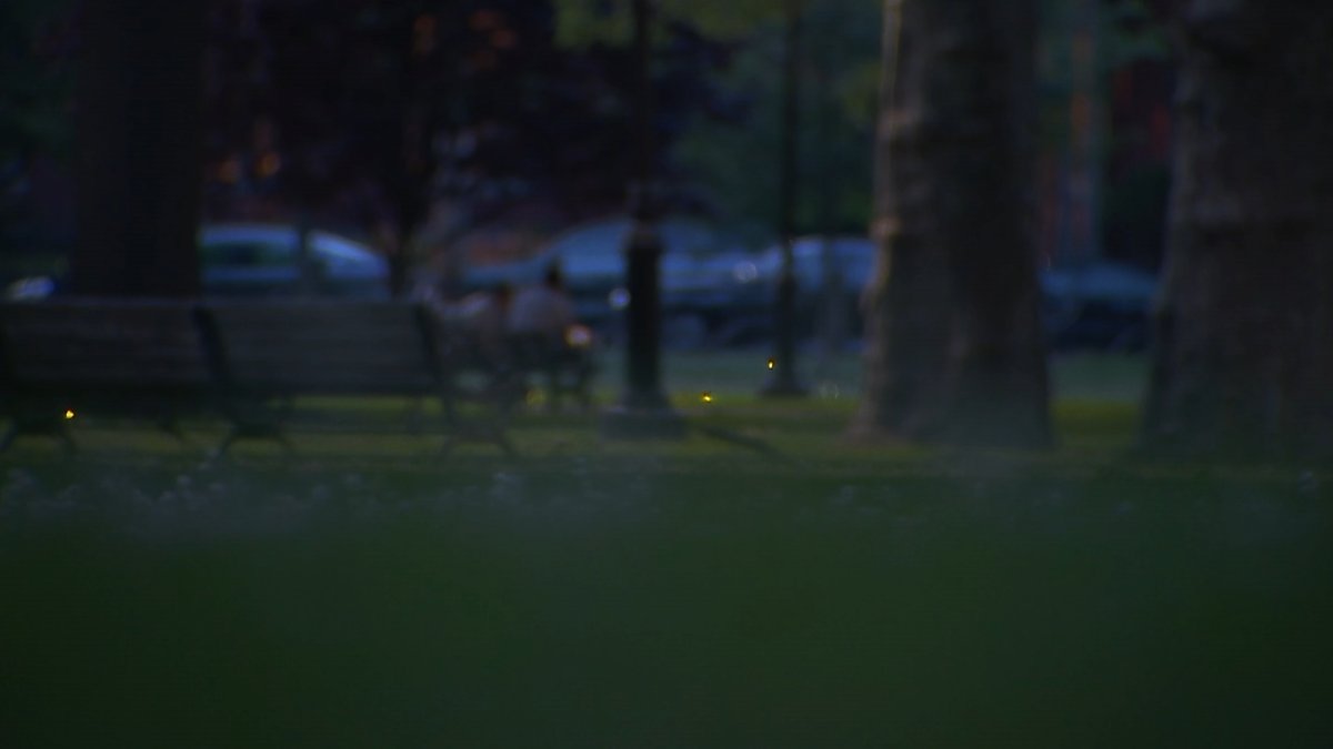Watch: Mesmerizing show of fireflies in Wooster Square – NBC Connecticut