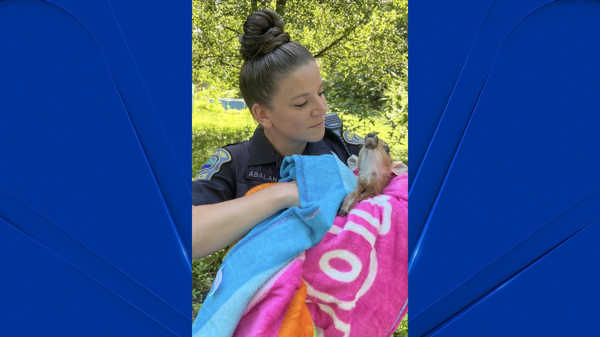 Mother and daughter help rescue newborn fawn in Granby – NBC Connecticut