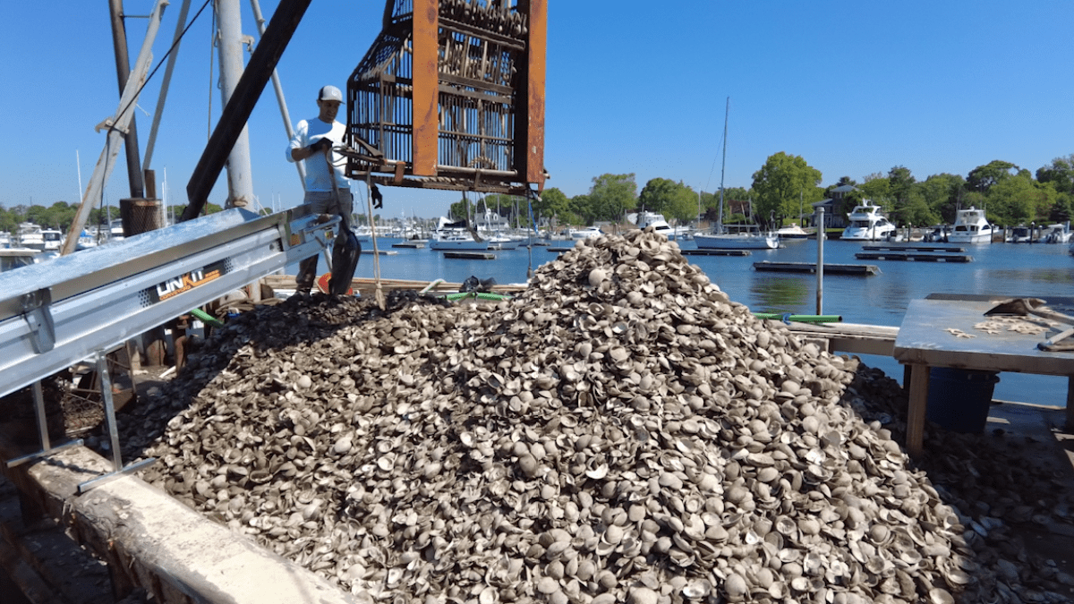 CORR returns 125,000 pounds of oyster shells to Long Island Sound ...