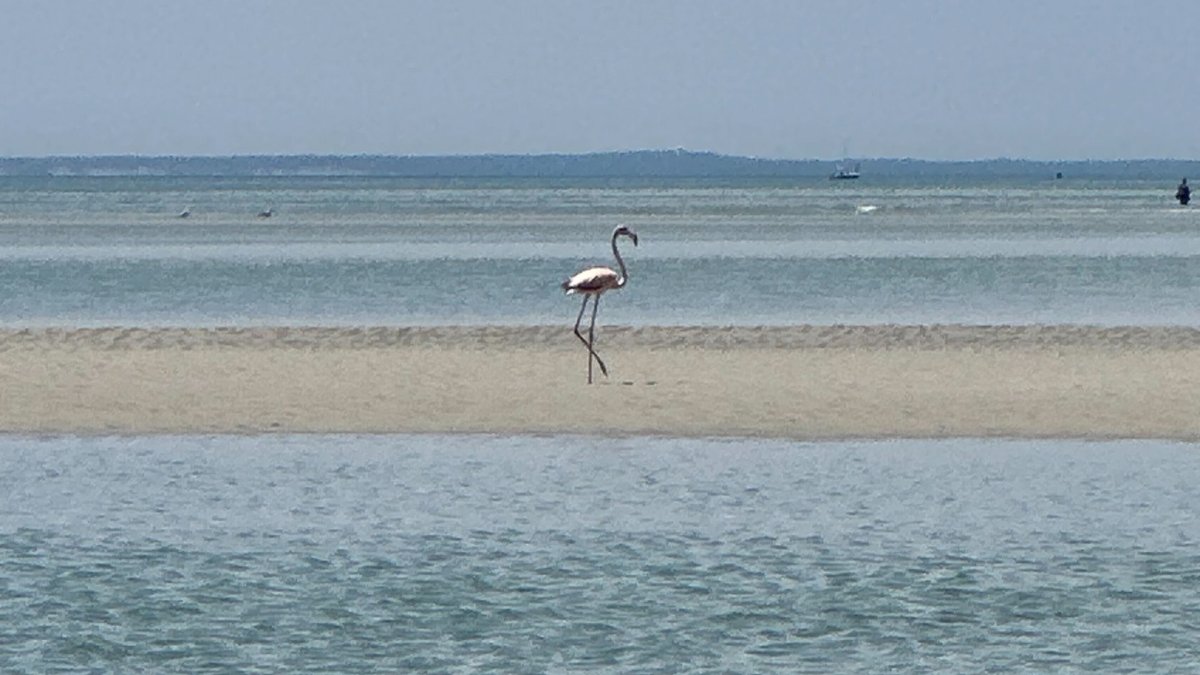 Cape Cod flamingo update: Mass Audubon expert shares where it may be ...