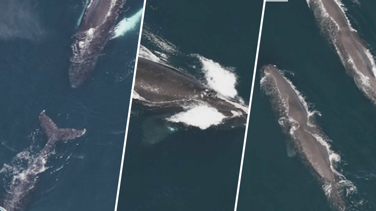 Whale sightings off Martha’s Vineyard and Nantucket – NBC Connecticut