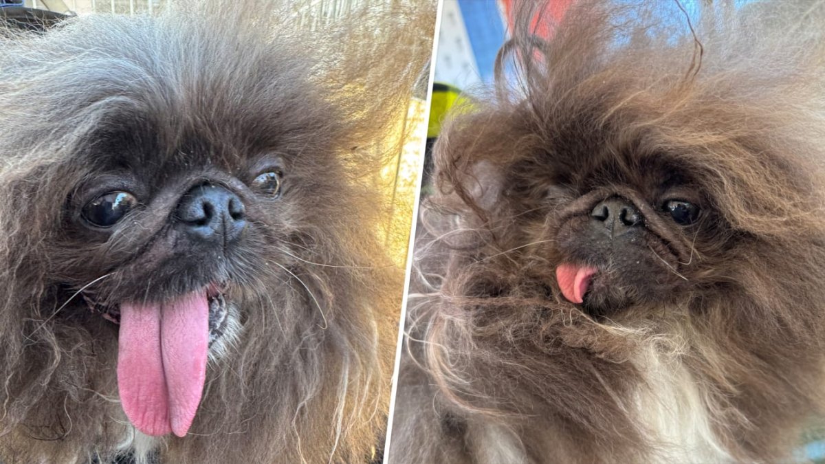 The ‘World’s Ugliest Dog’ contest has announced its 2024 winner – NBC ...