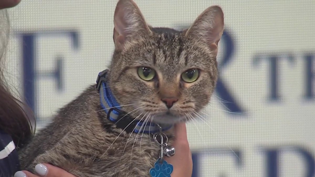 Pet of the Week: Maxine – NBC Connecticut