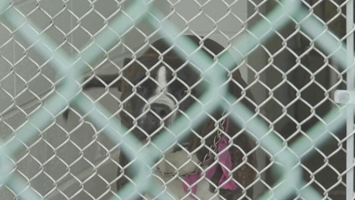 Advocates call for moratorium on imported animals as CT shelters face ...
