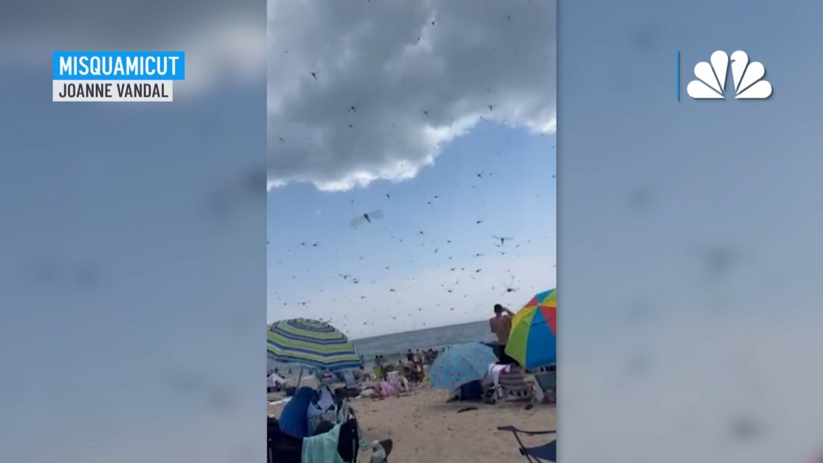 Thousands of dragonflies swarm Misquamicut Beach – NBC Connecticut