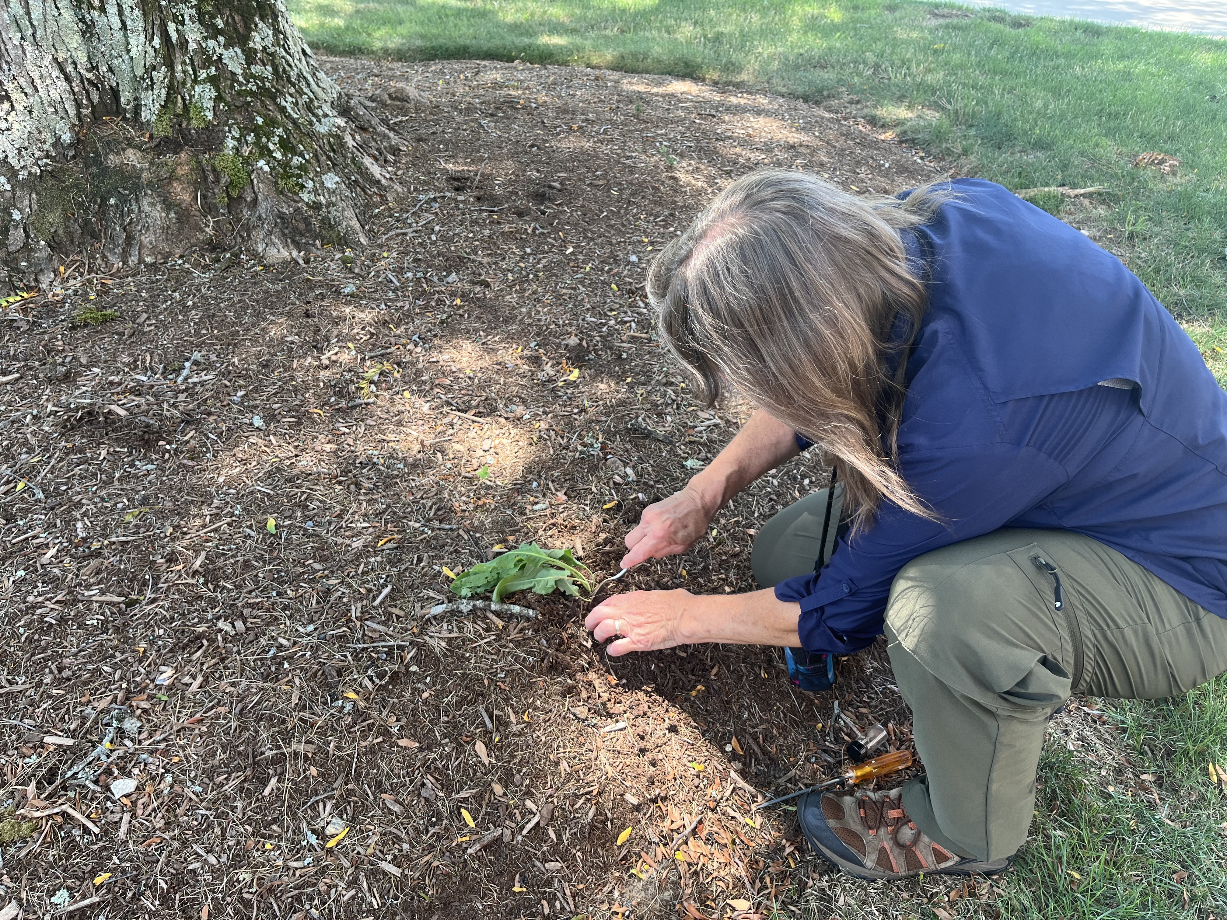 Invasive beetles may be in your garden. Here’s how to get rid of them ...
