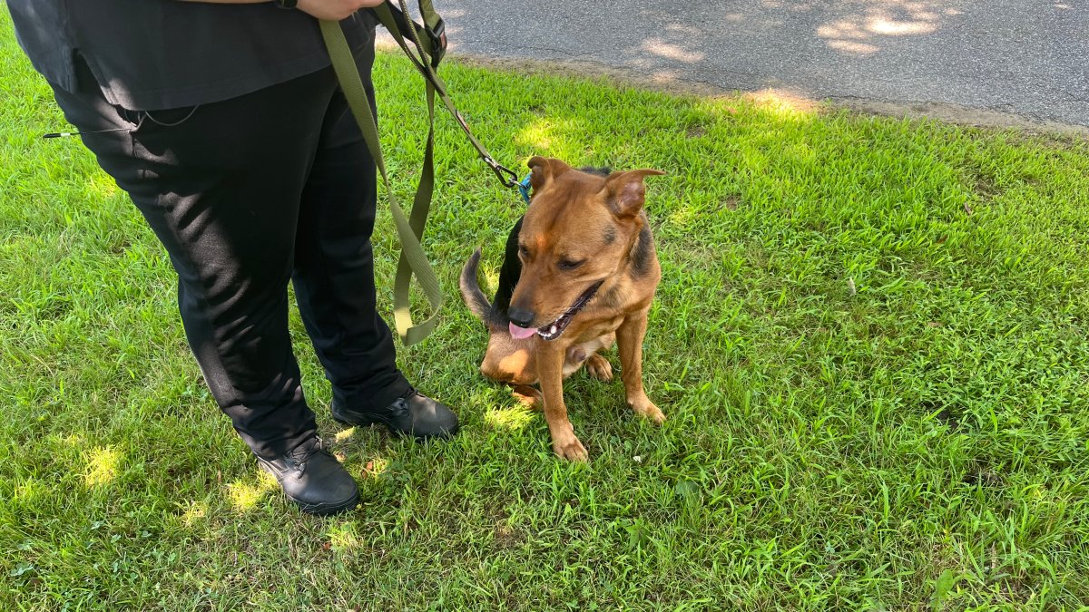 Burlington dog pound urges people to adopt as shelter reaches capacity ...