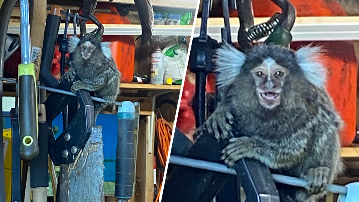 Connecticut man finds rare monkey hiding in shed – NBC Connecticut