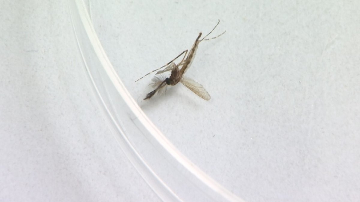 Scientists detecting EEE virus in Connecticut mosquitos earlier than ...