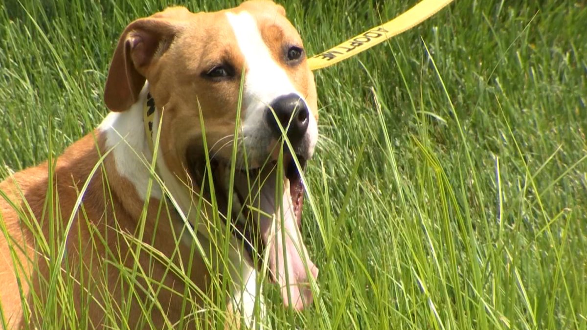 CT Humane Society looking for more foster families – NBC Connecticut