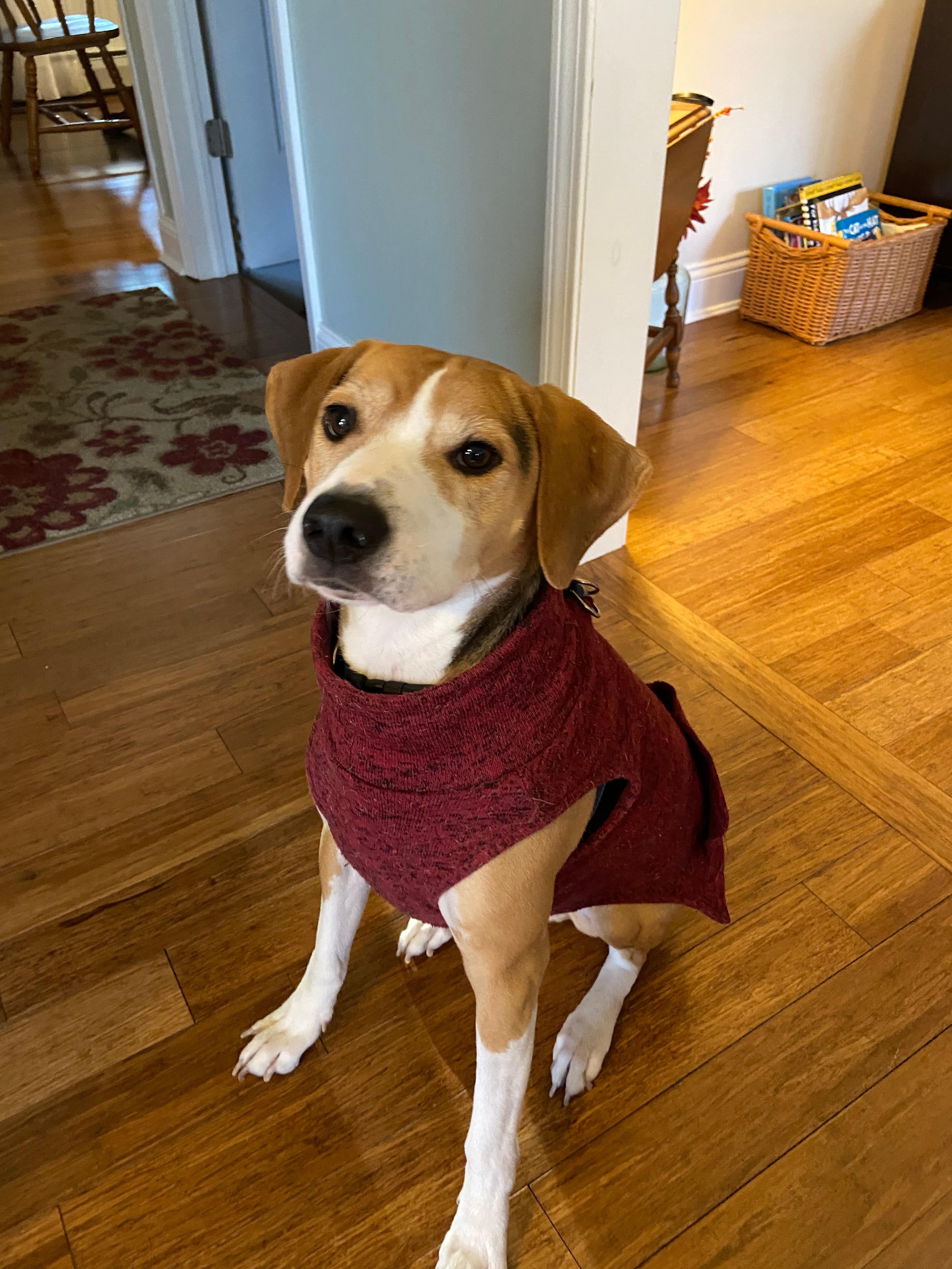 Your National Dog Day photos – NBC Connecticut