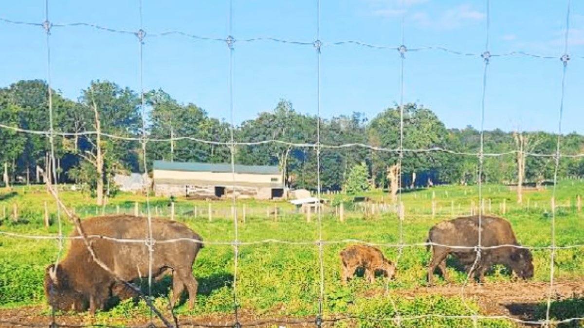 Escaped bison return with special surprise guest – NBC Connecticut