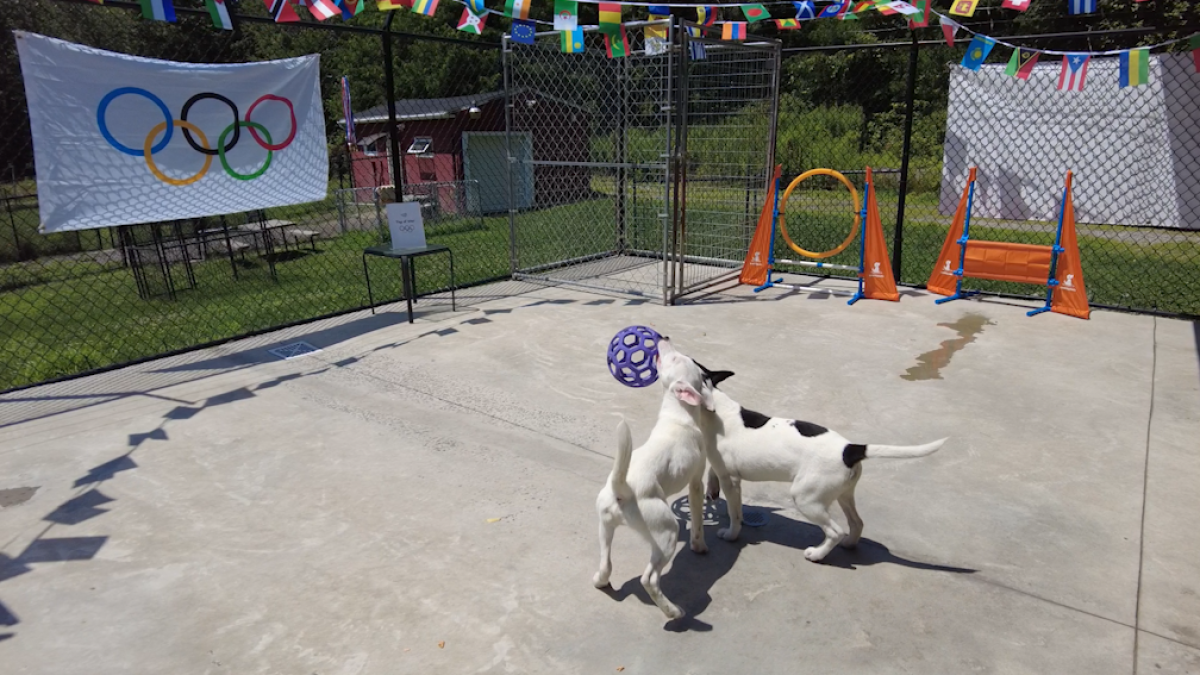 Pups go for the gold: Rescue organization hosts shelter dog Olympic ...