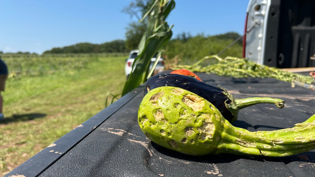 Farmers take massive hit following hailstorm – NBC Connecticut
