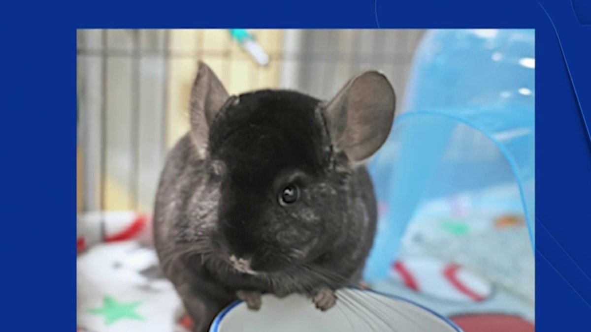 Pet of the Week: Obsidian – NBC Connecticut