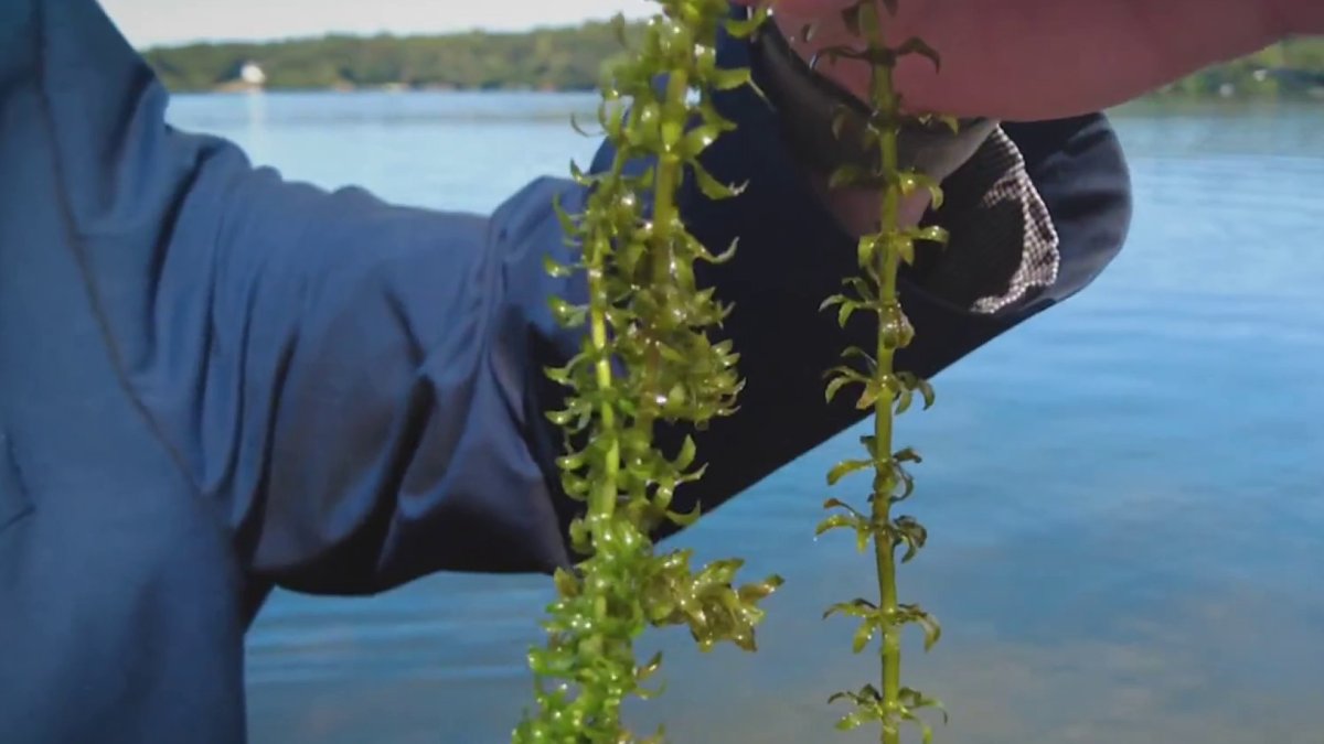 Invasive water species Hydrilla found at Gardner Lake in Salem – NBC ...