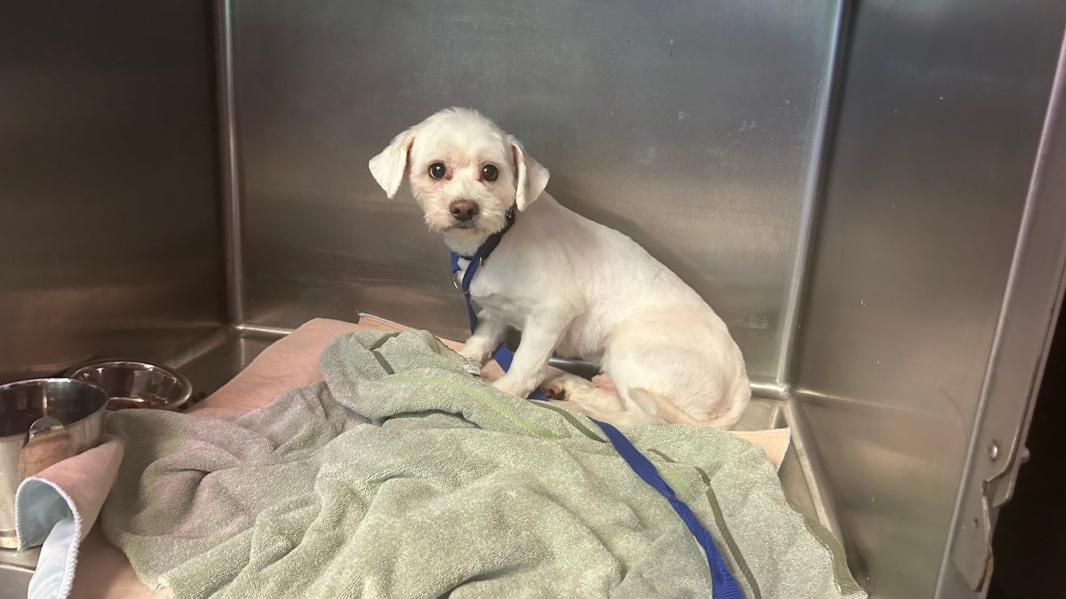 Dozens of dogs rescued from Wallingford home – NBC Connecticut