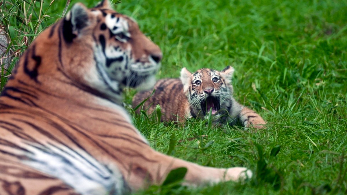 Endangered Amur tigers debut at Minnesota Zoo – NBC Connecticut