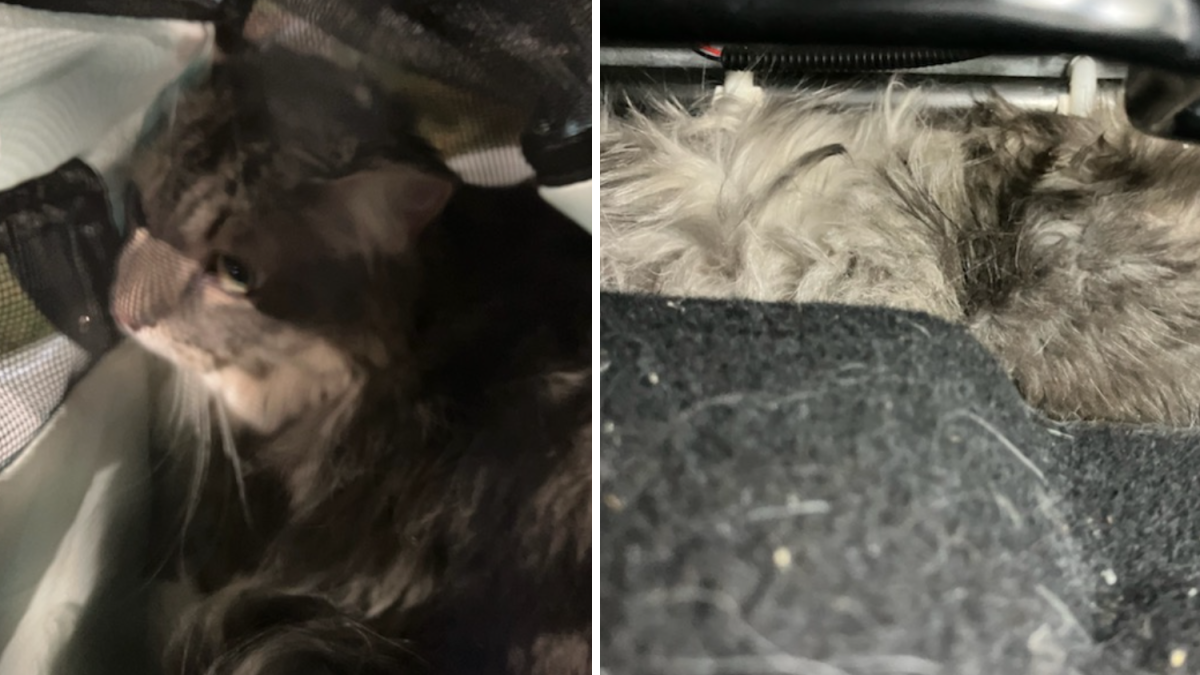 ‘Purr’fect rescue – firefighters save cat stuck under seat of car in ...