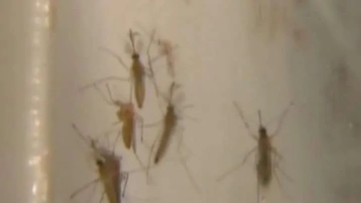 Horse in Connecticut tests positive for EEE – NBC Connecticut