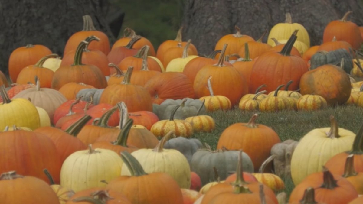 CT farms report strong fall harvest despite localized weather problems ...