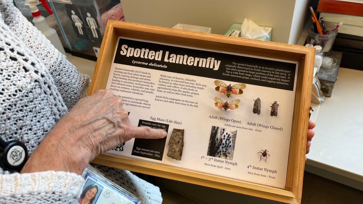 State experts say kill spotted lanternflies, but no need to report them ...