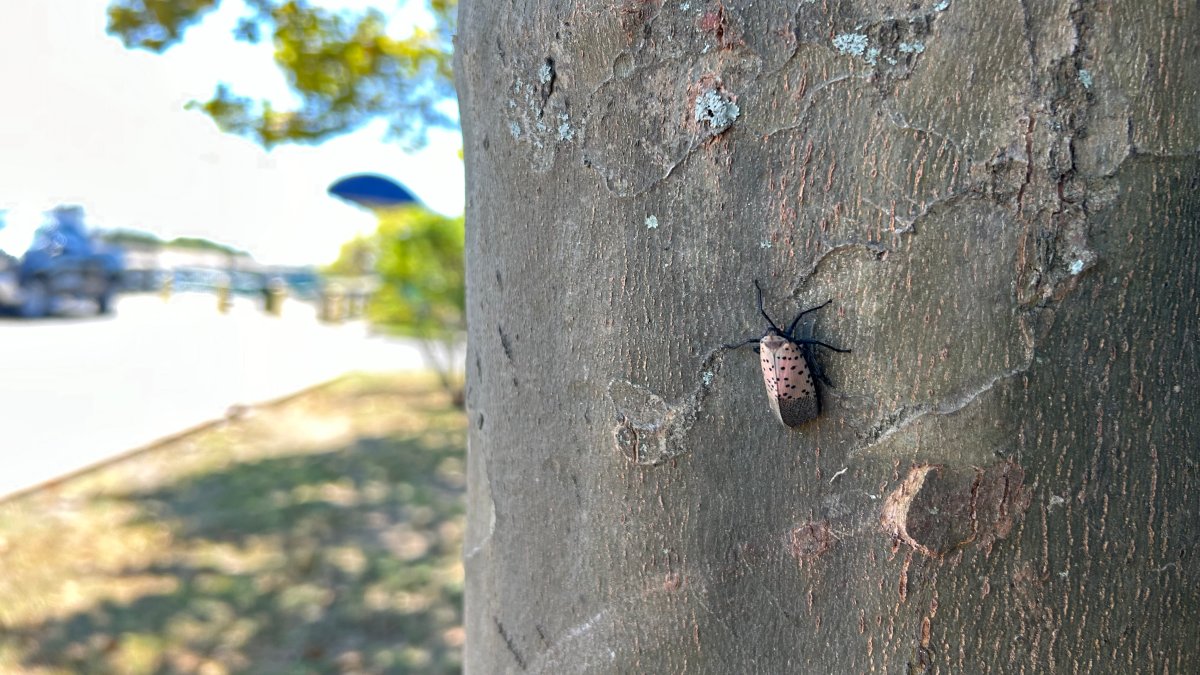 Spotted lanternfly gains foothold in Connecticut – NBC Connecticut
