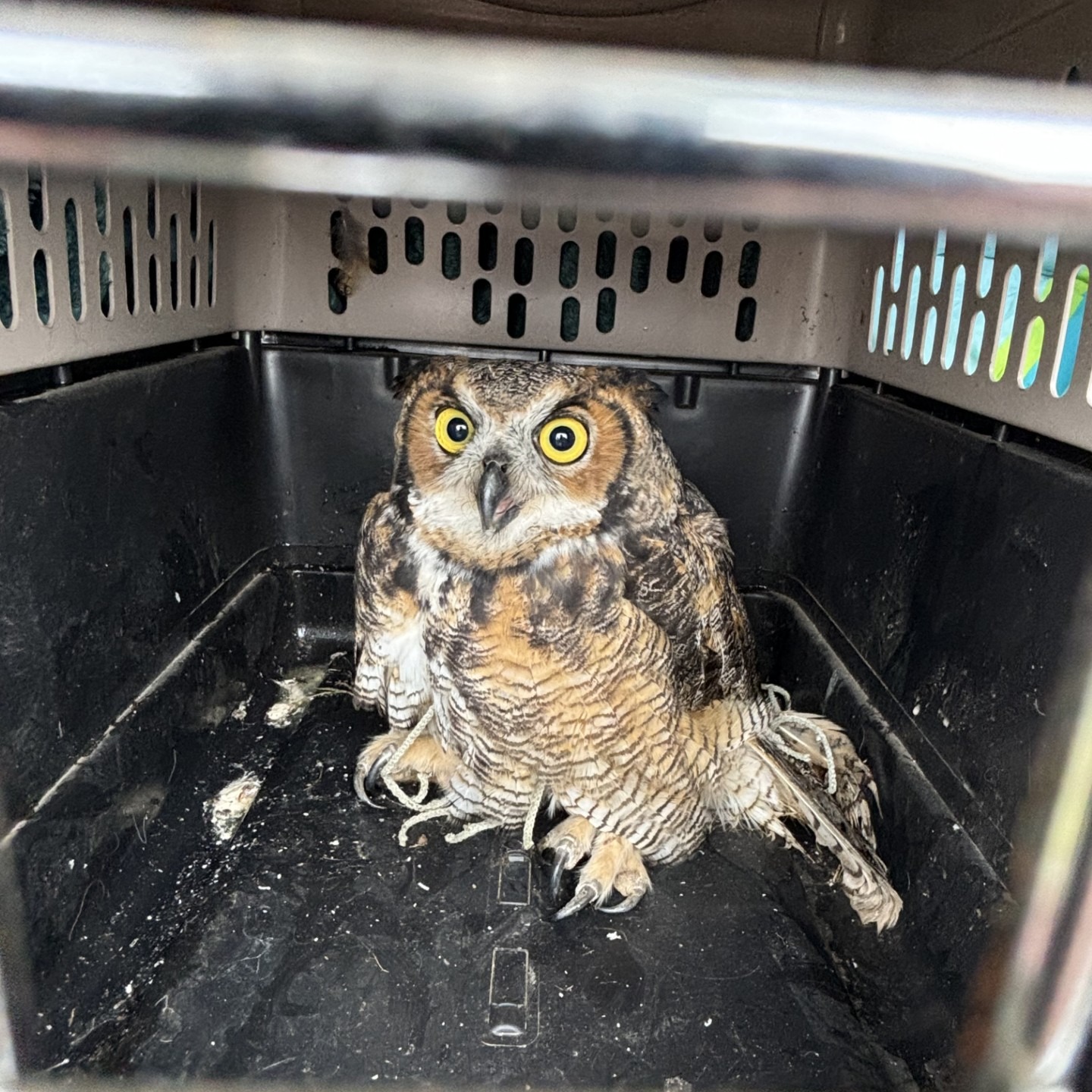 Injured owl rescued from soccer net in Granby set free after healing ...
