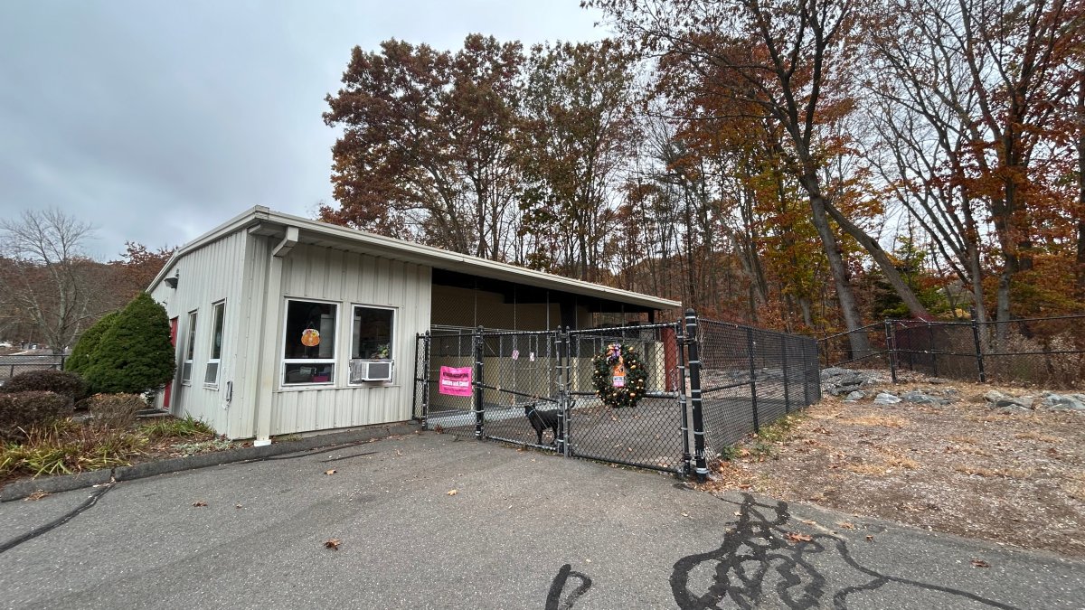 Middlebury animal rescue temporarily waives adoption fees – NBC Connecticut