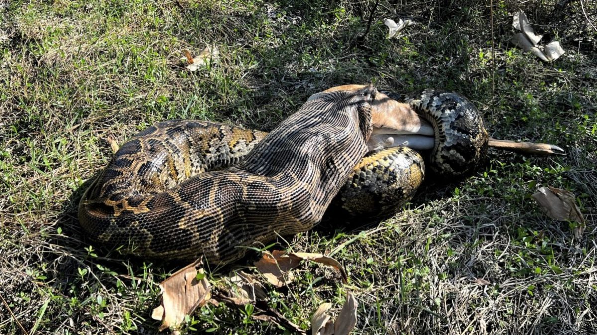 Watch: Burmese python swallows 77-pound deer – NBC Connecticut