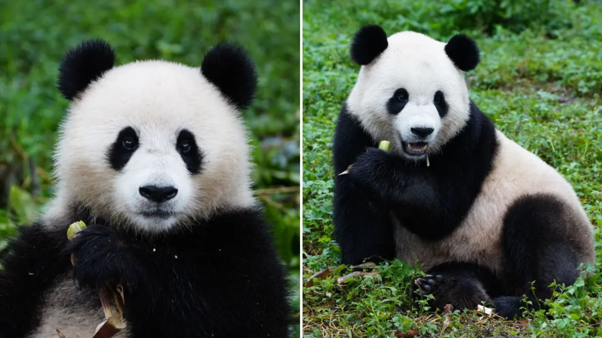 Giant pandas begin their journey to DC’s National Zoo – NBC Connecticut