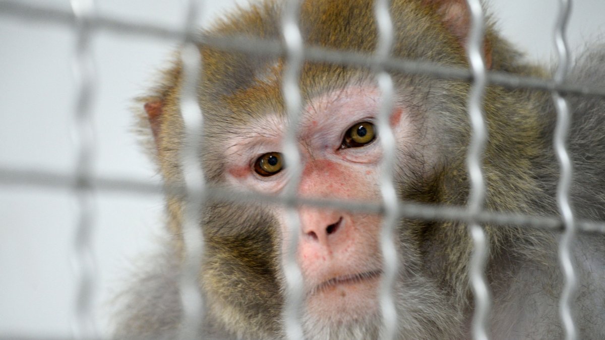 43 escaped research monkeys still loose in South Carolina – NBC Connecticut