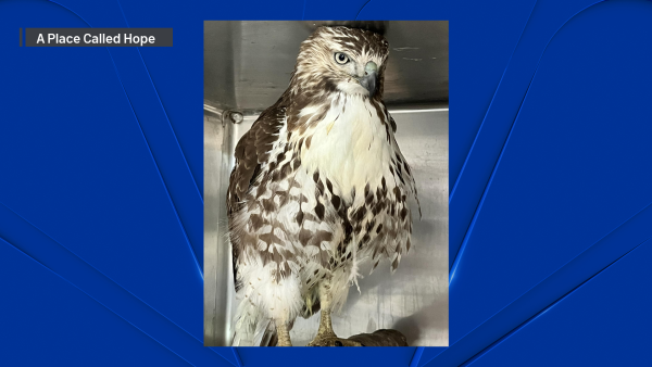 Red-tailed hawk shot and killed in Cheshire – NBC Connecticut