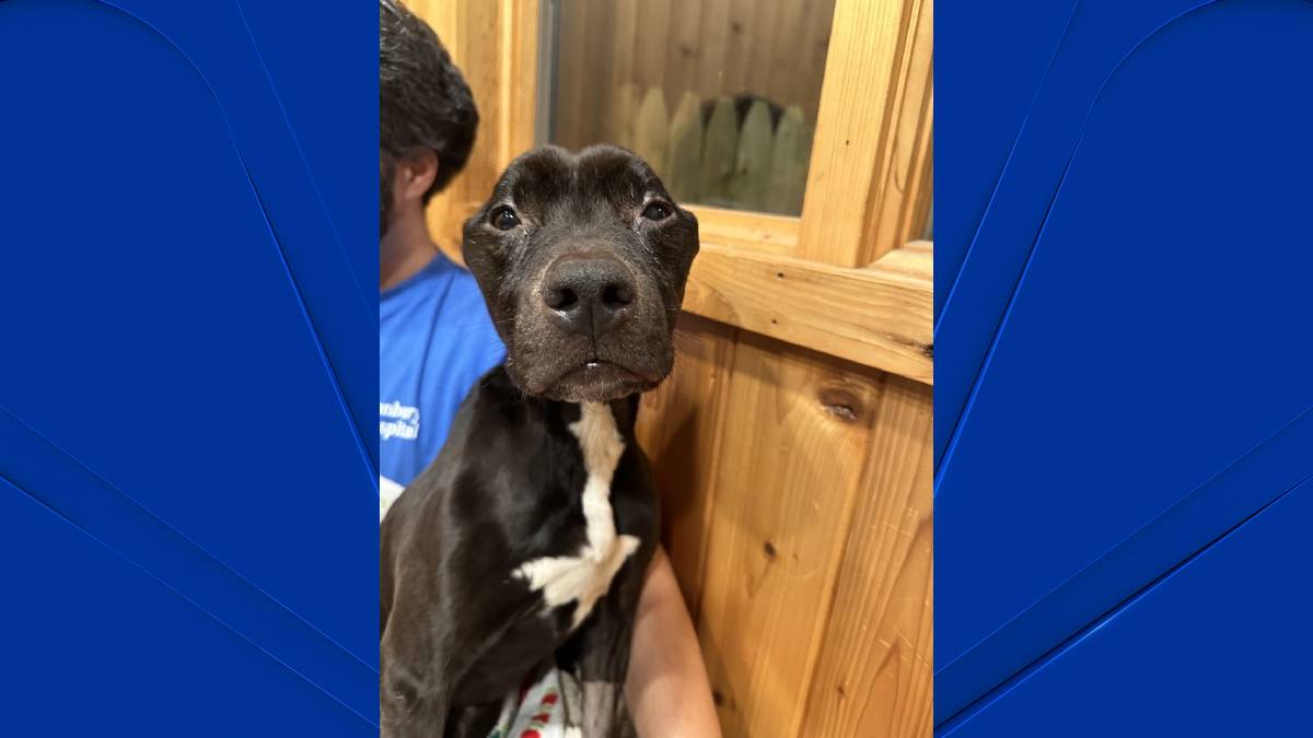 Dog found emaciated with open wound in Hamden is out of ICU – NBC ...