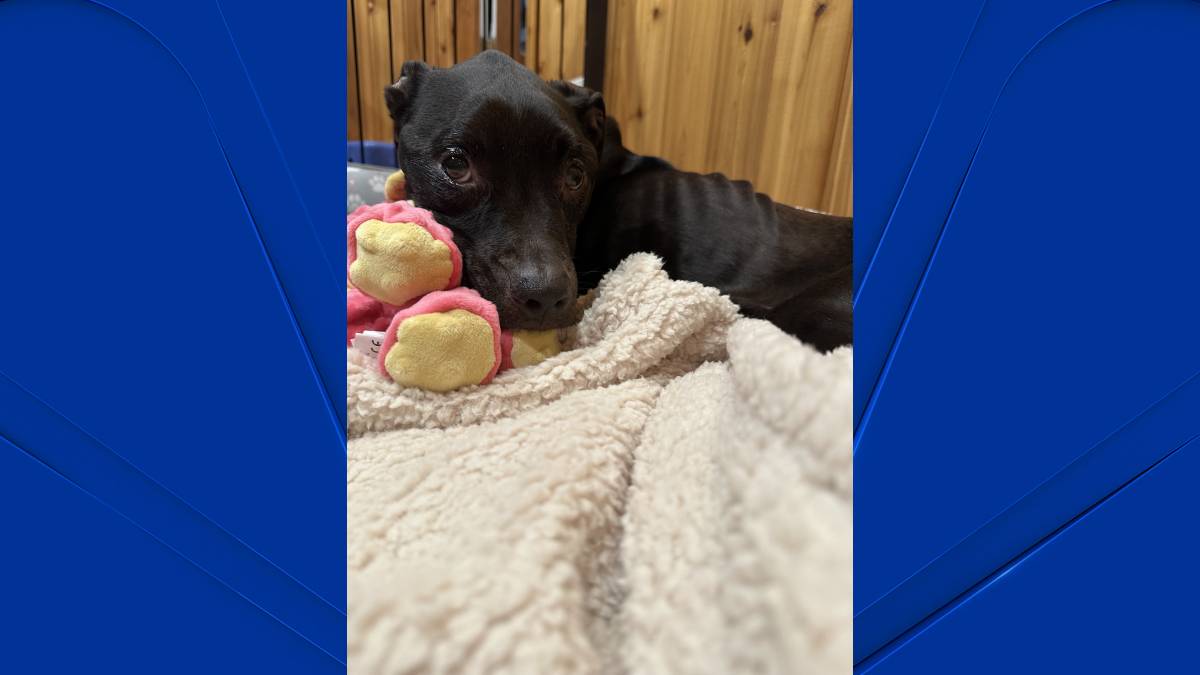 Dog found emaciated with open wound in Hamden is out of ICU – NBC ...