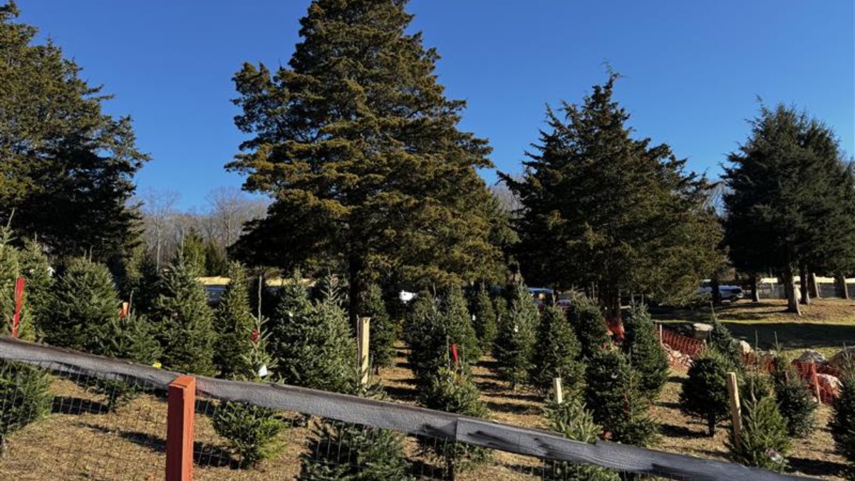 Christmas tree farms welcome big business on Black Friday – NBC Connecticut