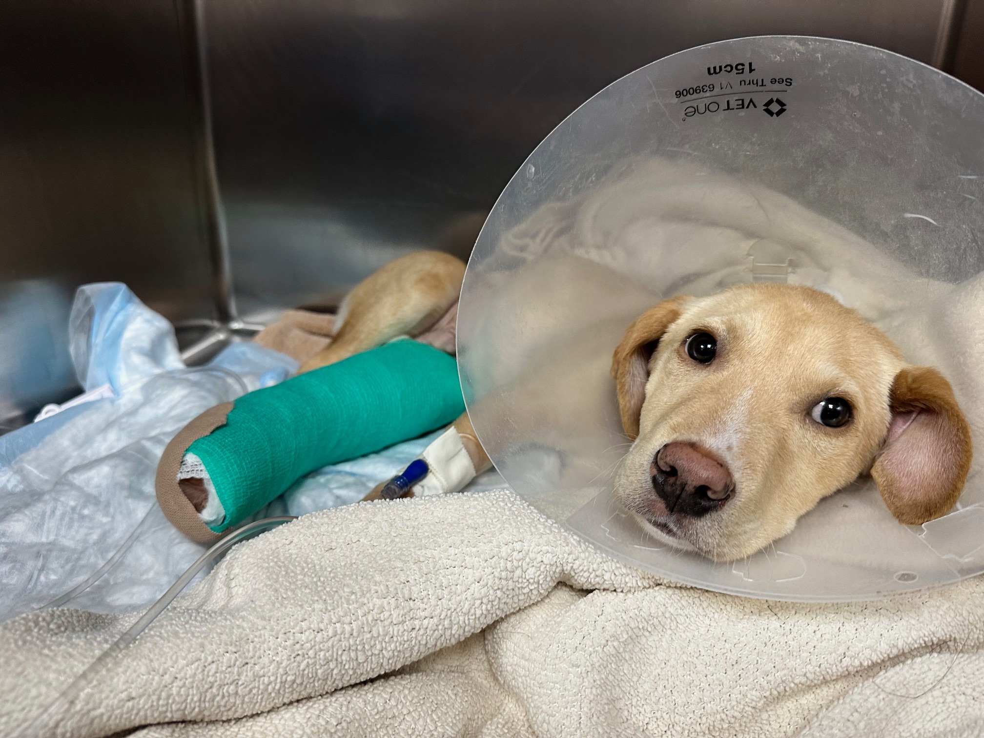 2 dogs get new homes after surviving plane crash that killed rescue ...