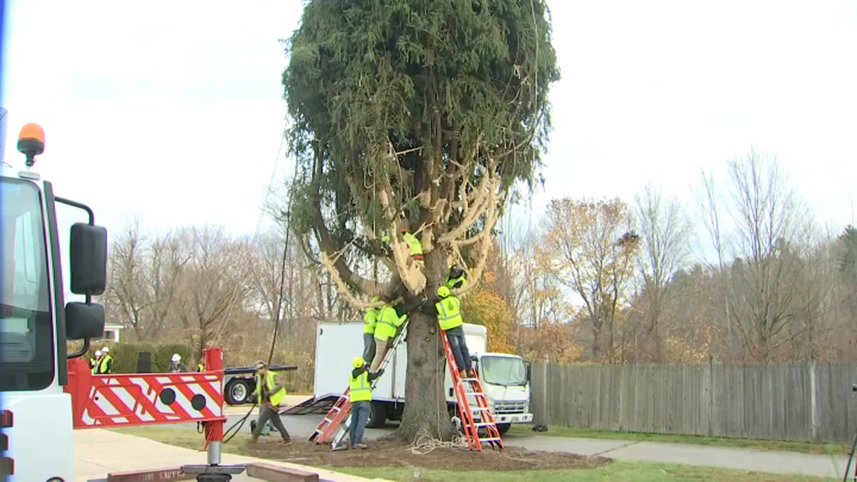 Watch Rockefeller Center Christmas tree get cut down – NBC Connecticut