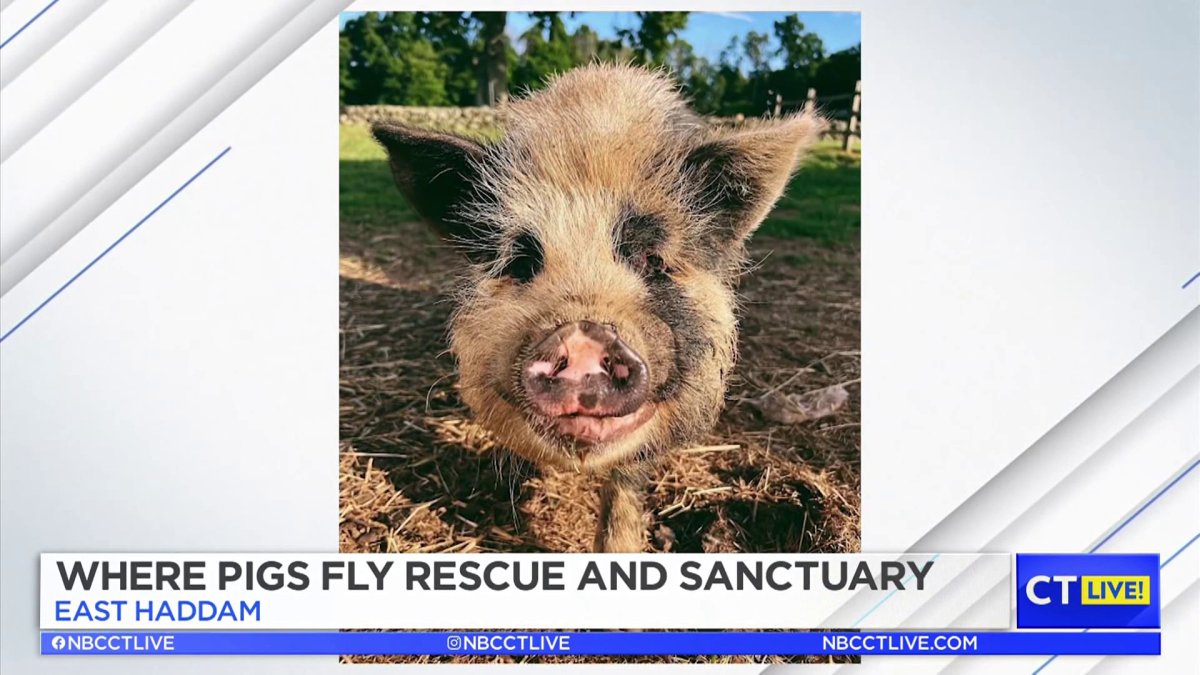 CT LIVE!: PAWSitively Good Award – Where Pigs Fly Rescue and Sanctuary ...