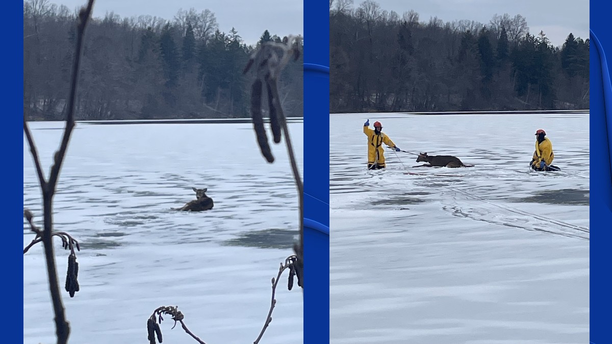 Deer trapped on ice at reservoir in West Hartford rescued by ...