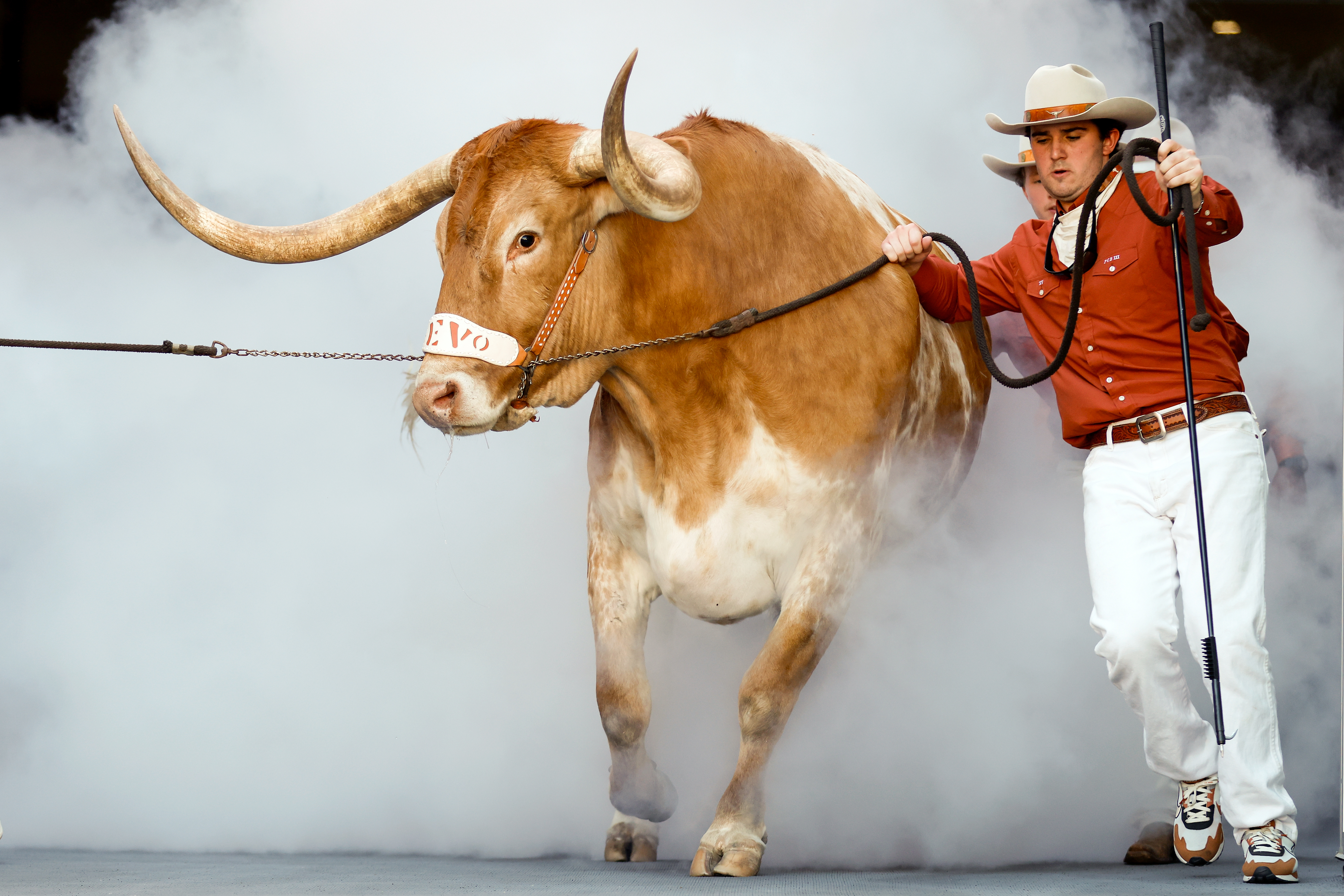 Texas mascot Bevo not traveling to SEC Championship Game – NBC Connecticut