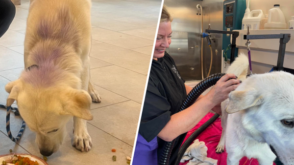 Dog found abandoned with embedded collar is looking for forever home in ...