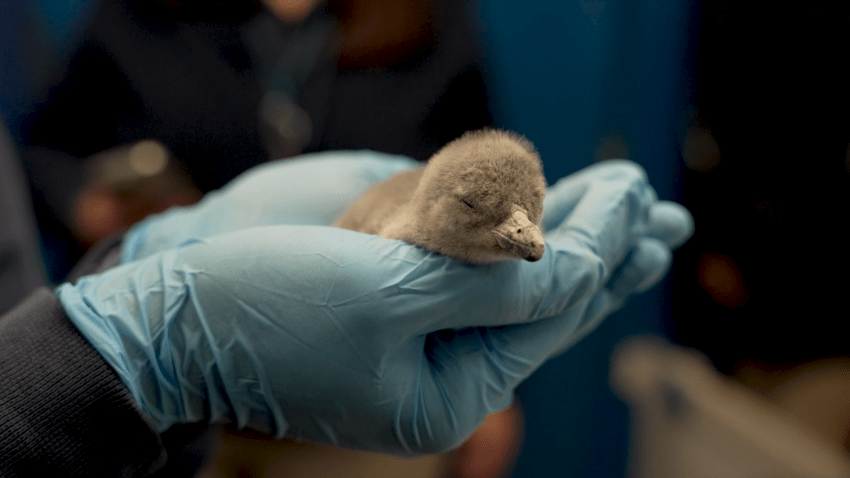 Critically endangered African penguins are born at Mystic Aquarium ...