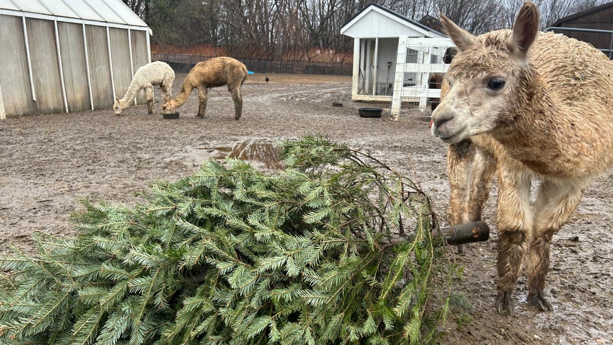 Farm in Suffield collects Christmas trees to feed their alpacas – NBC ...