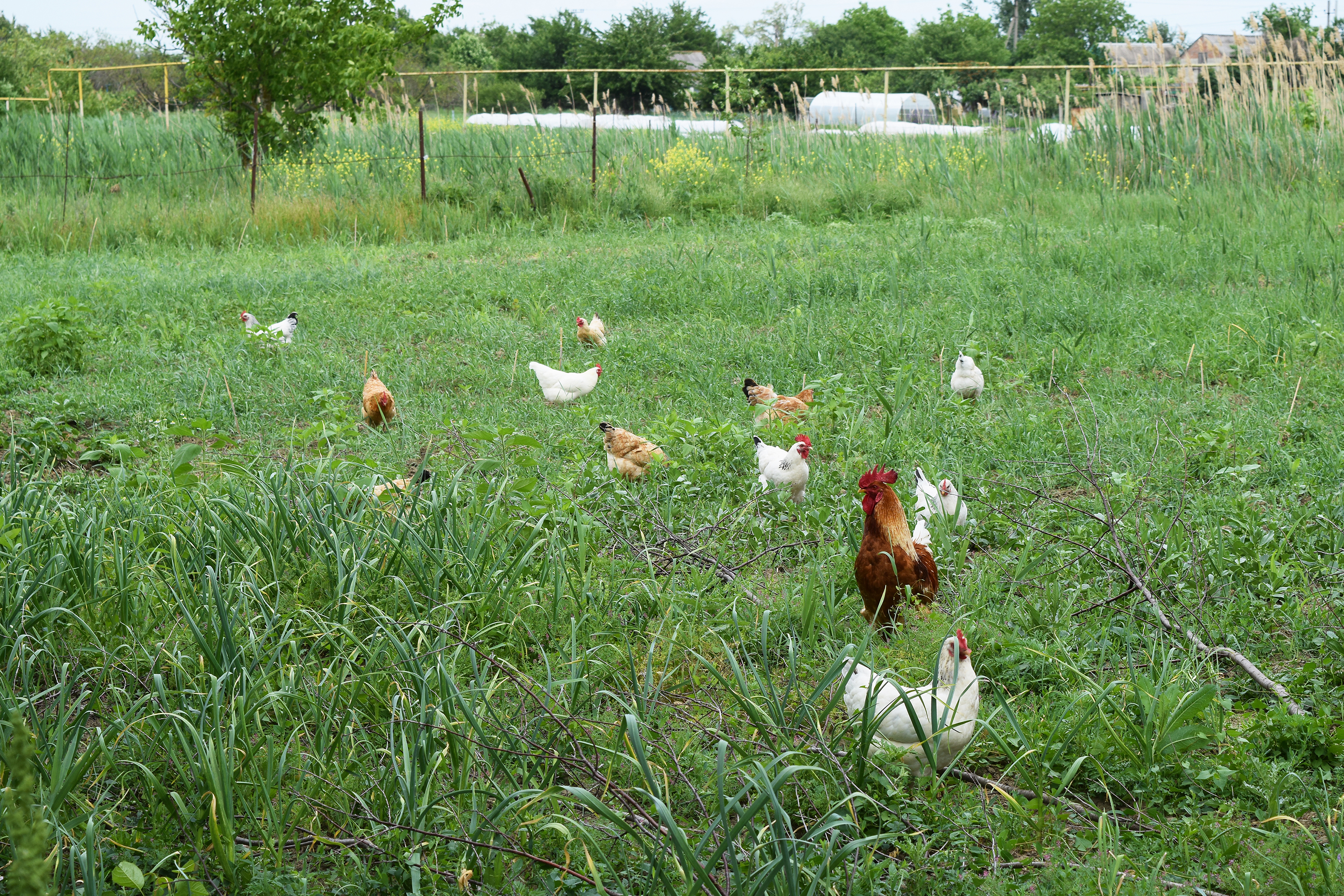 Bird flu found in backyard flock in New London County – NBC Connecticut