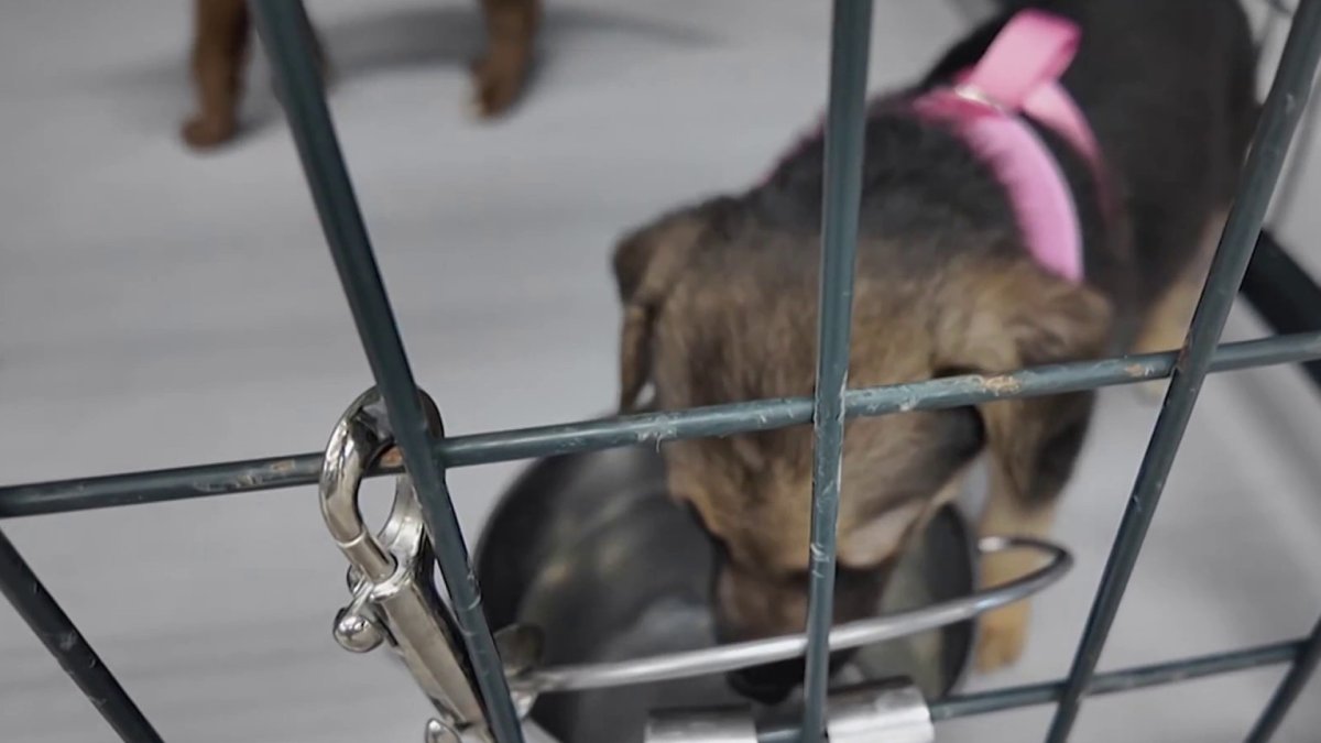 Looking at the issues behind recent animal abuse and neglect cases in ...