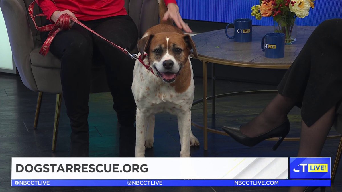 CT LIVE!: Adopt Daisy! – NBC Connecticut